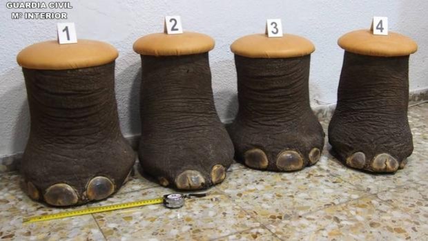 Four African elephant legs seized - Costa Blanca People